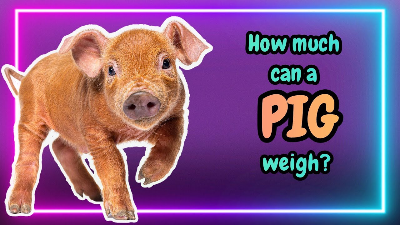 11 Interesting Facts about PIGS 🐖🐷🐽 (Fact Nr. 9 you didn't know) | Pigs Facts | Pig | Baby Pig ...