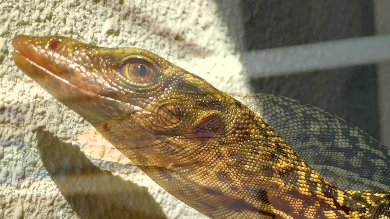 Varanus Melinus, Quince Monitor - YouTube