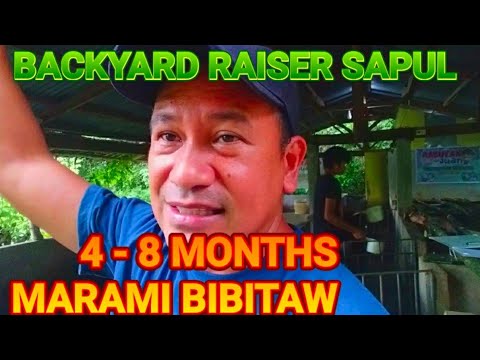 MARAMING BACKYARD RAISER ANG BIBITAW DI KAKAYANIN ANG GASTOS SA PAG AALAGA NG BABOY - YouTube