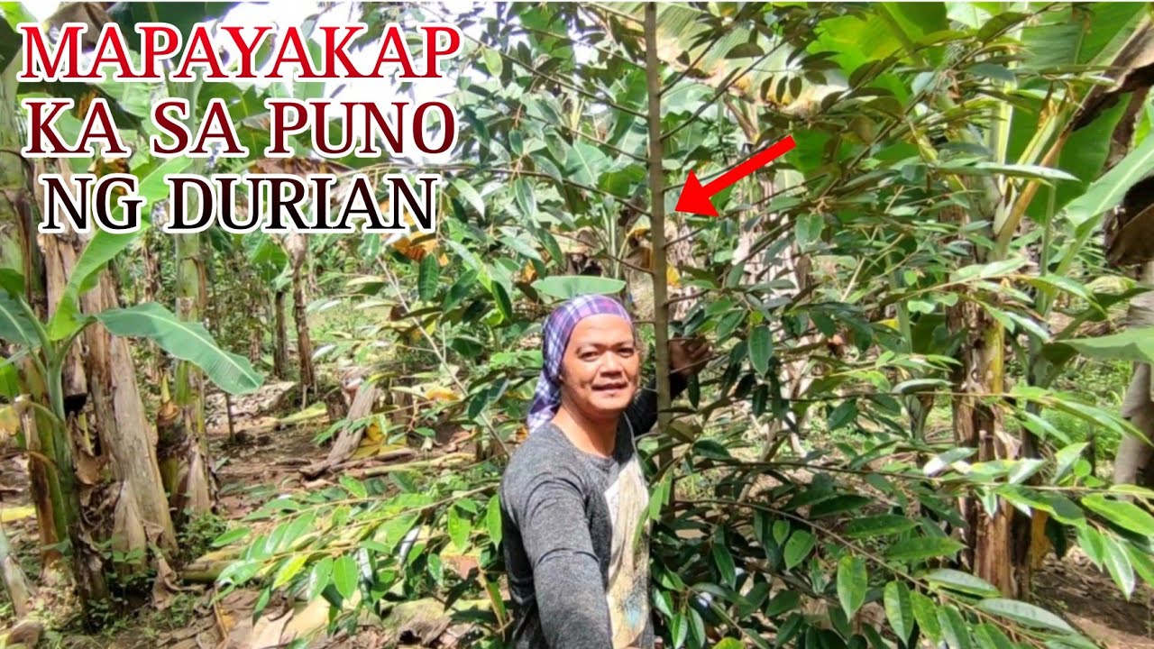 DURIAN FARMING MAHAL ANG KILO. PUYAT VARIETY.PAANO MAG ABONO AT ALAGA ...