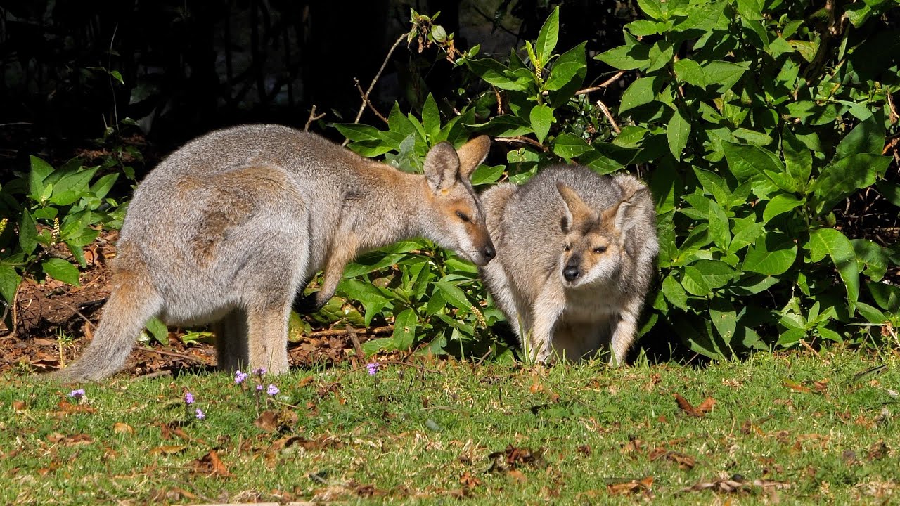 Australian Wallaby