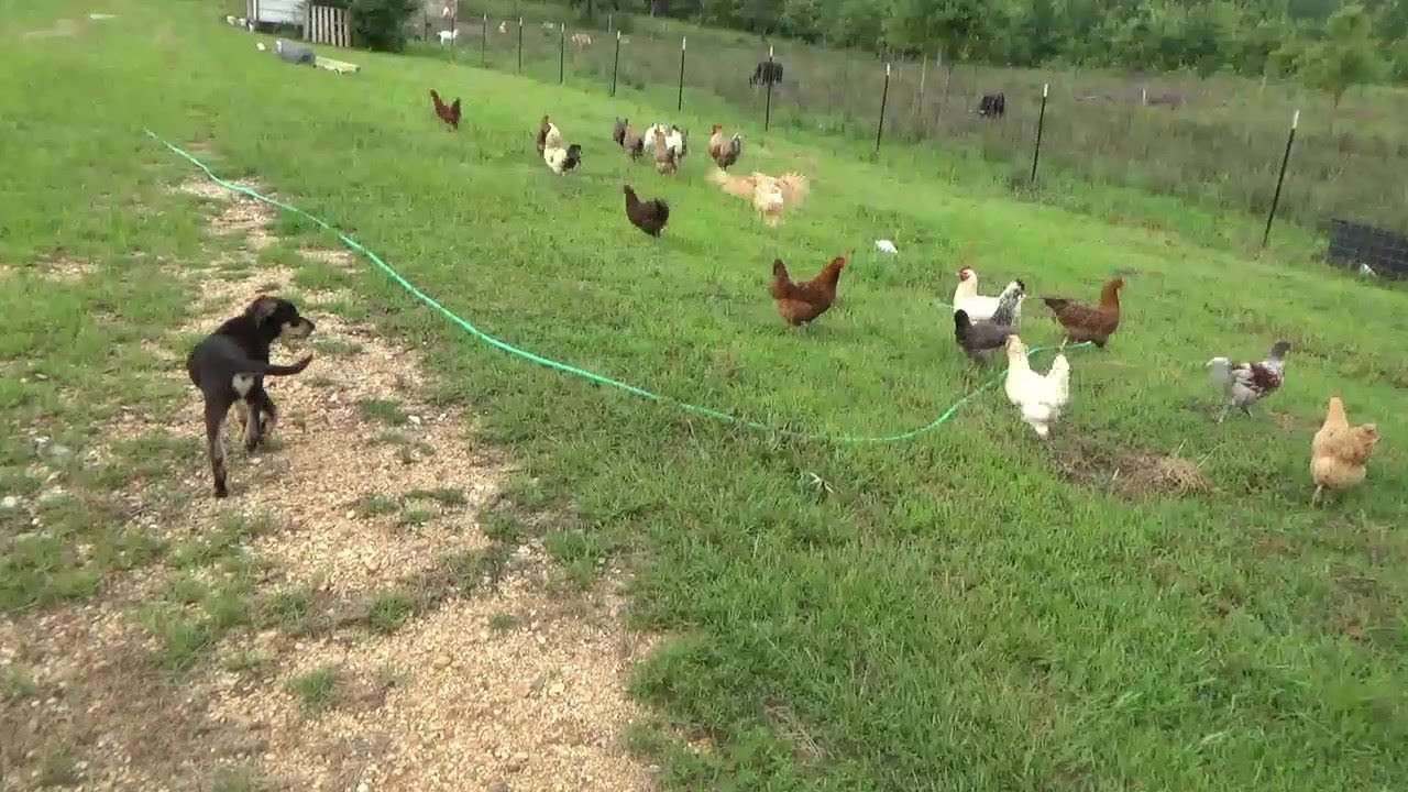 How is chicken training going? - YouTube