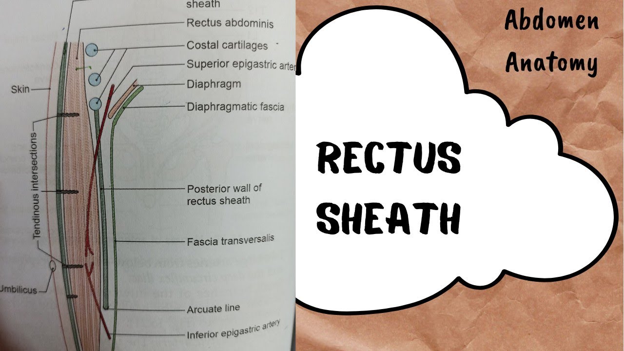 Rectus Sheath || Abdomen || Anatomy - YouTube