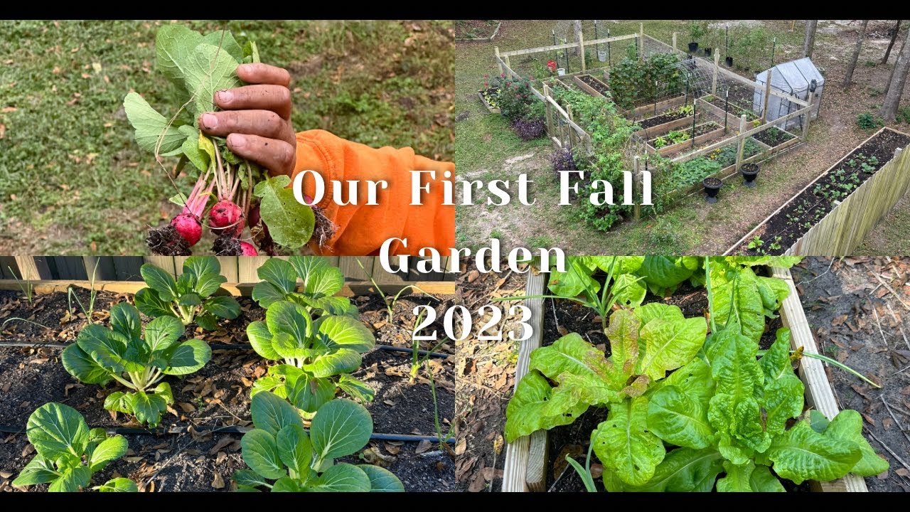 First Fall Garden| 2023 - YouTube