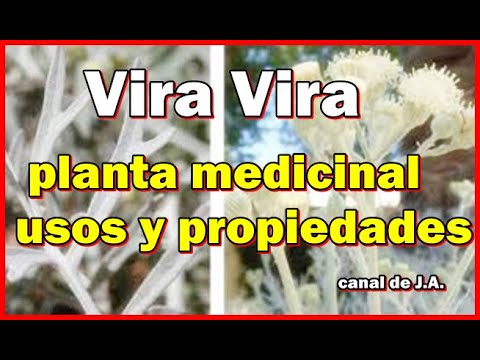 VIRA-VIRA planta medicinal usos y propiedades - YouTube