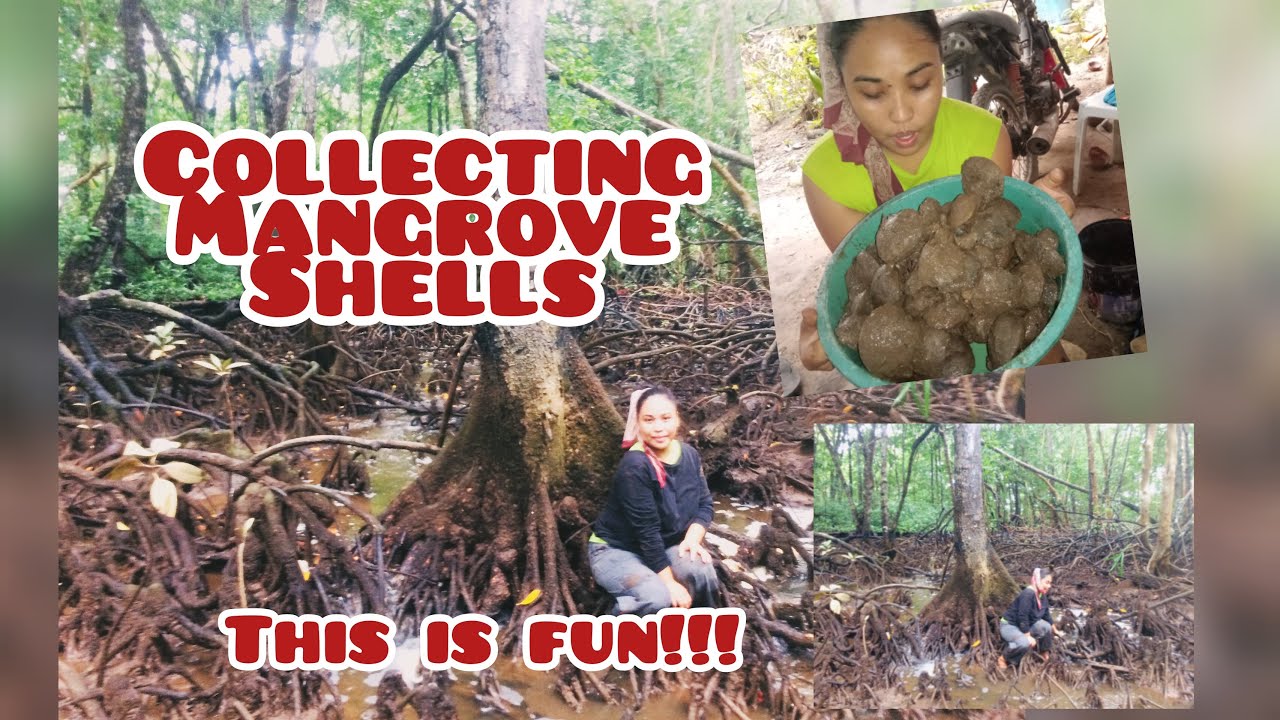 DELICIOUS MANGROVE SHELLS: A BACKBREAKING FIND - YouTube
