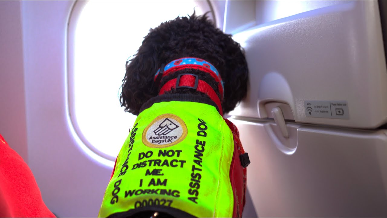 British Airways Disability Awareness Day Flying With A Service Dog british-airways-disability-awareness-day-flying-with-a-service-dog