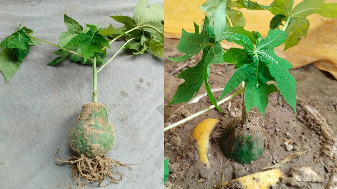 Popita Se Popita Plant Kaise Ugaye | Method of papaya plant propagation ...