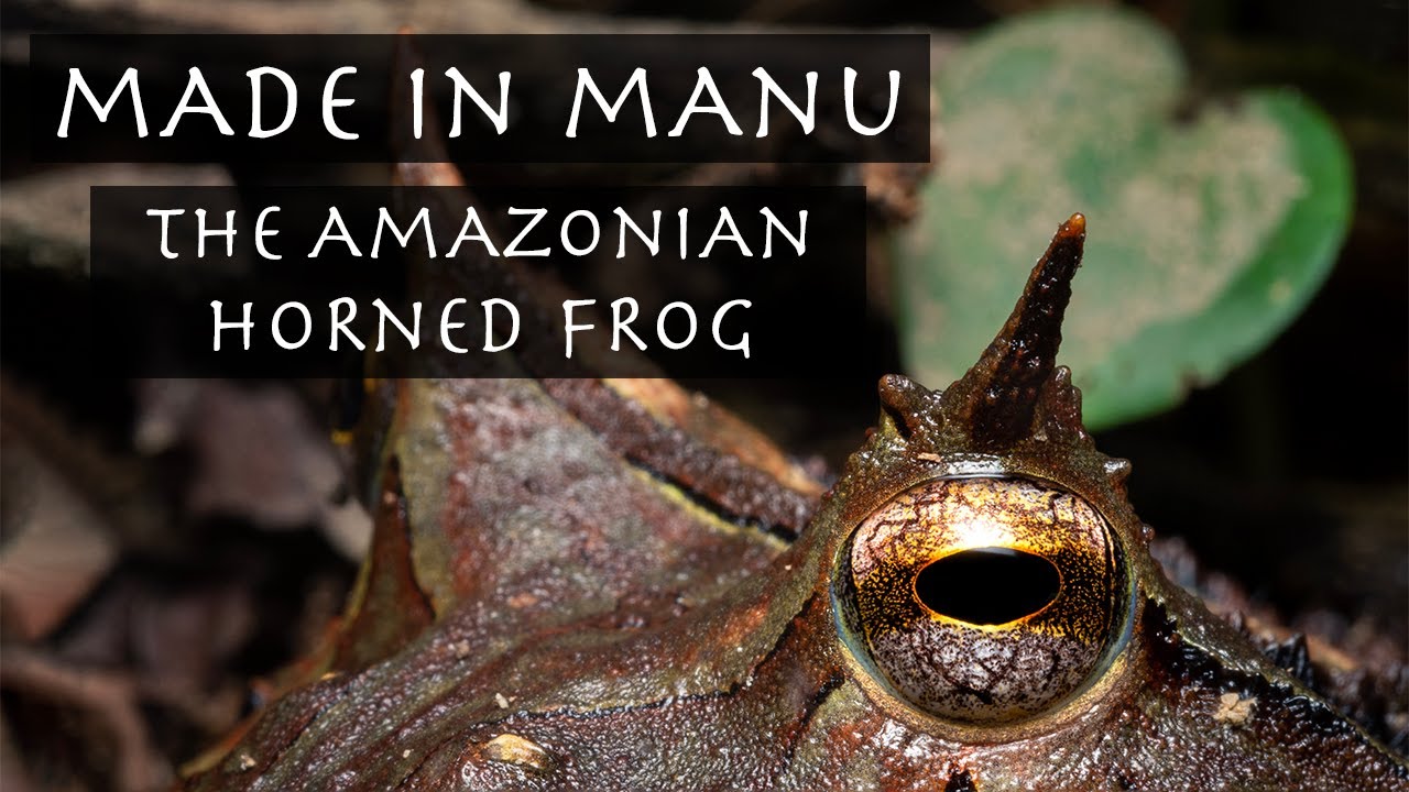 Made in Manu: The Amazonian Horned Frog - YouTube