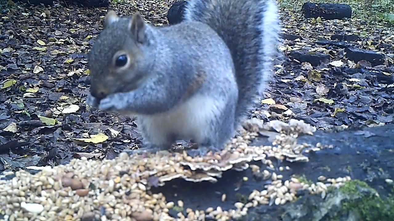 #Squirrel chasing off a #Jay #Bird #Wildlife #Fun , - YouTube