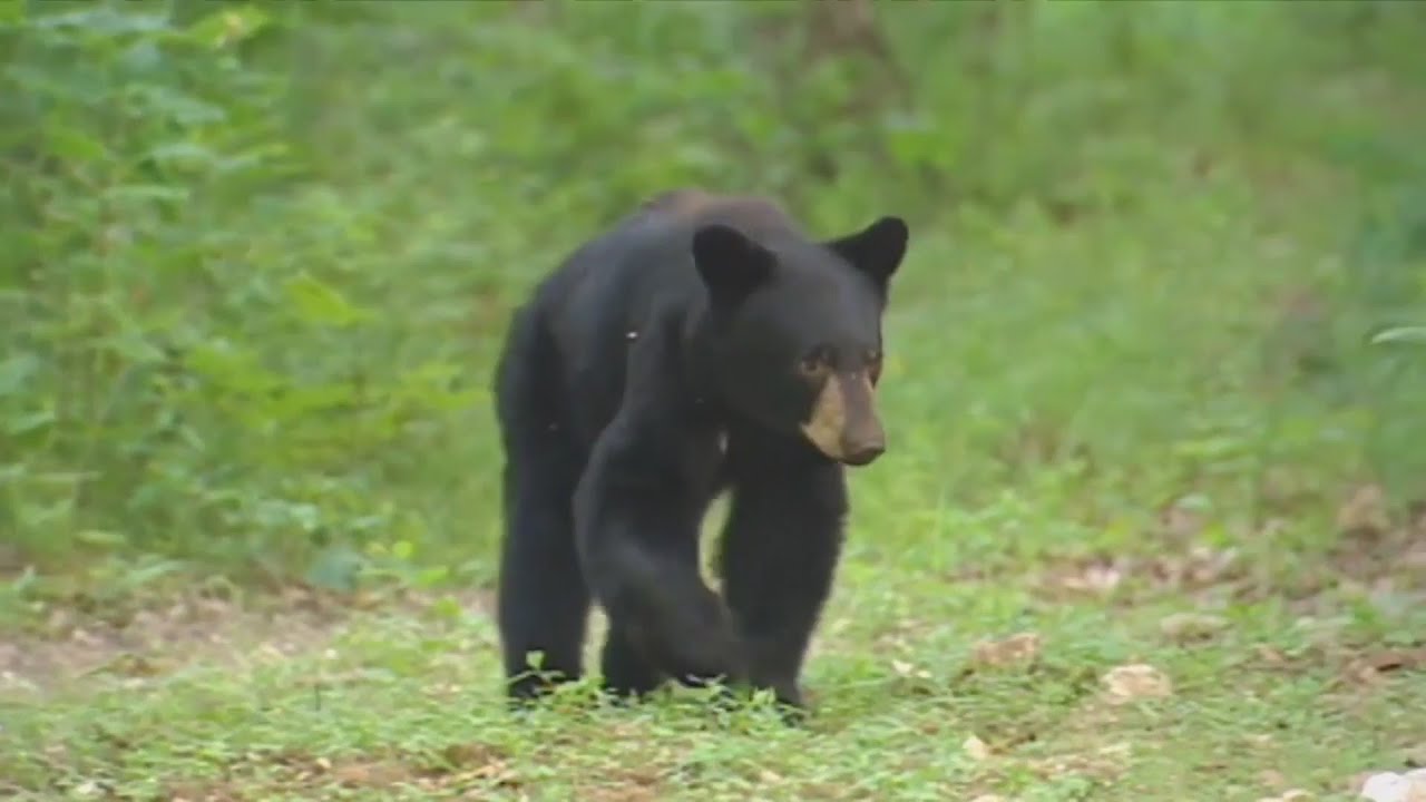 Branson bears - YouTube