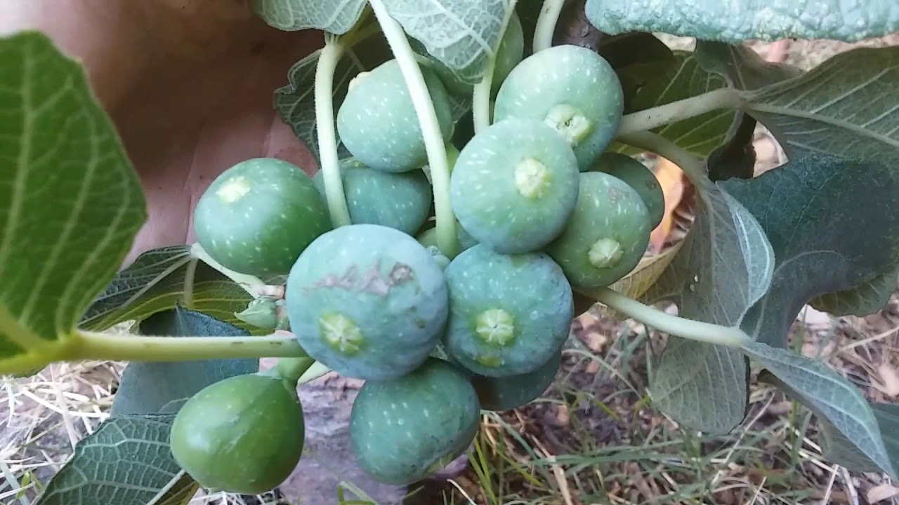 FIGS! FIGS! AND MORE FIGS! Fall figs in the valley of the sun! - YouTube