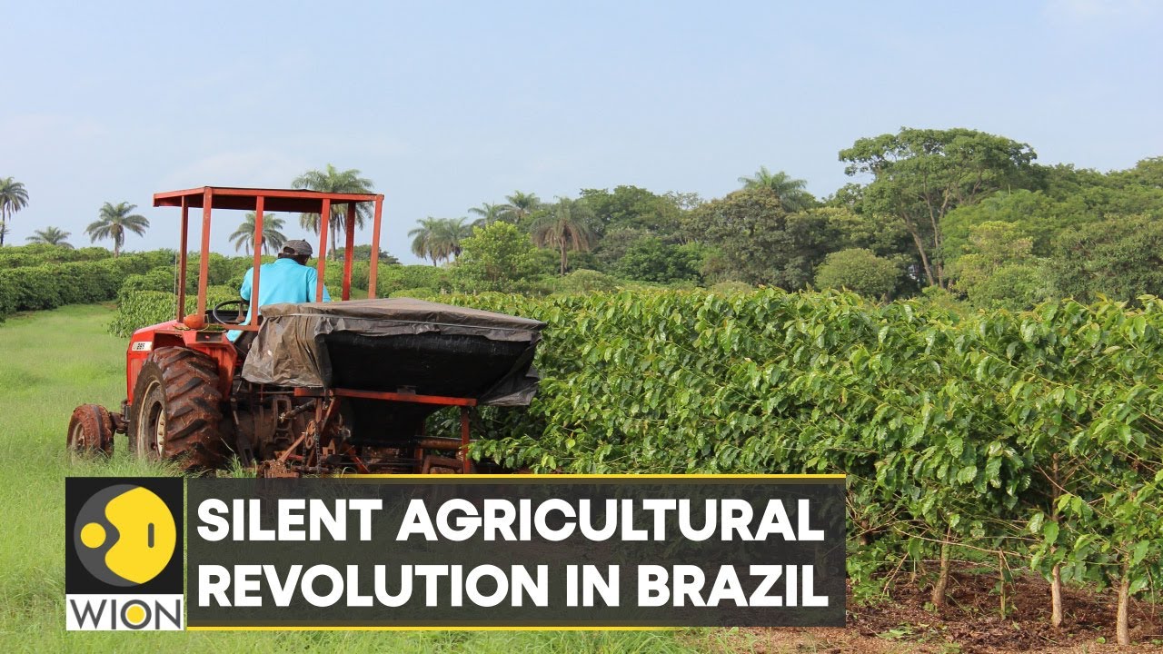 Brazil: Farmers shift from Alabaster plants, corn and soybean to ...