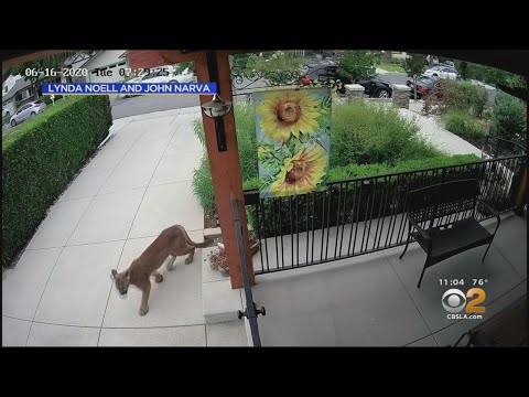 Mountain Lion Discovered Hiding Under Monrovia Home