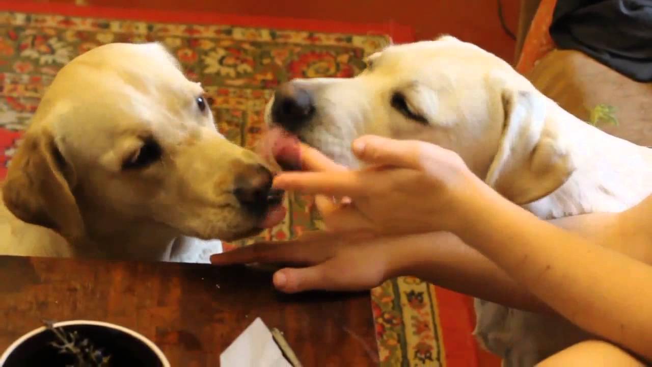 2 Labrador Retriever Are Kissing (лабрадоры целуются : )) - YouTube