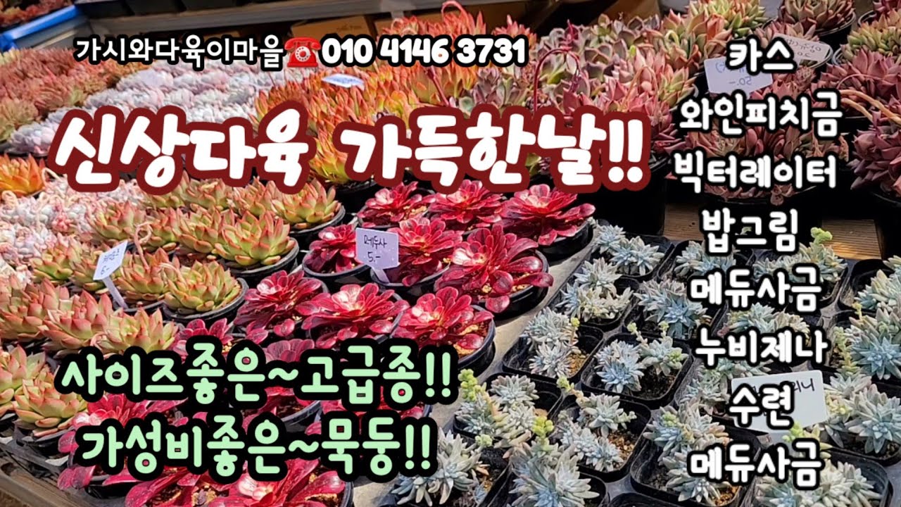 봄신상다육 가시와다육이마을에 가득채웠어요 붉은빛감 노란빛감 통통하고 짧구 단단한 다져진 착한다육으로 깔았네요카스 빅터레이터