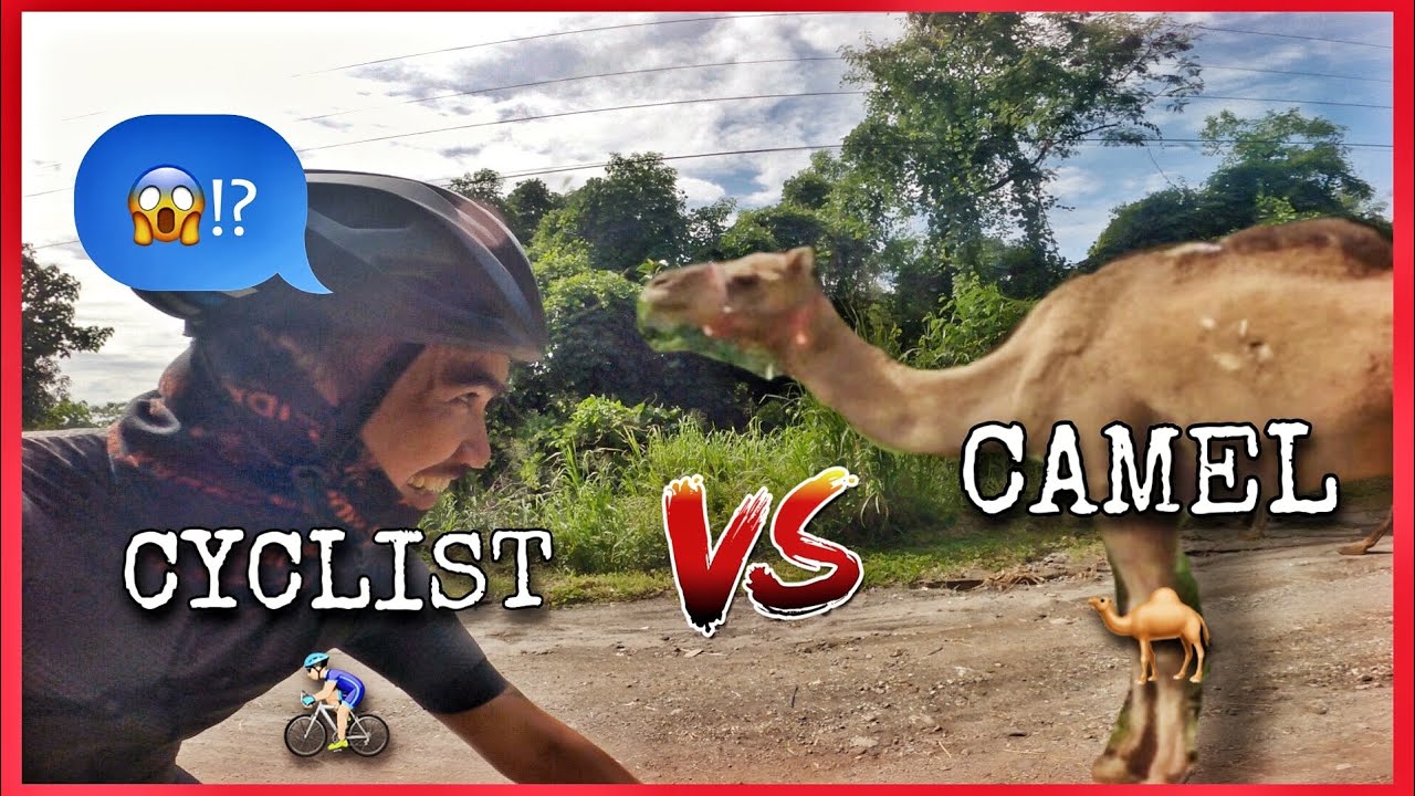 🔵ROAD BIKE VS CAMEL | RIDING AROUND CLARK | SUNDAY LONG RIDE - YouTube