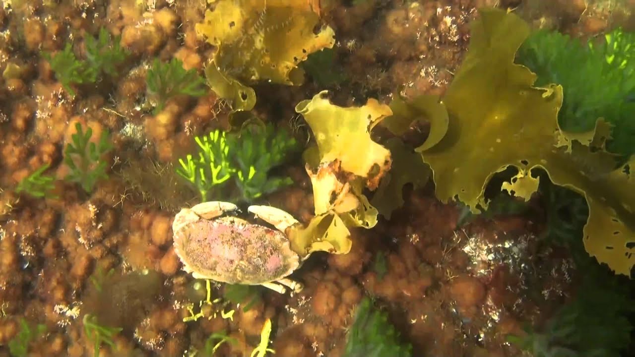jonah crab eats fuzzy growth - YouTube