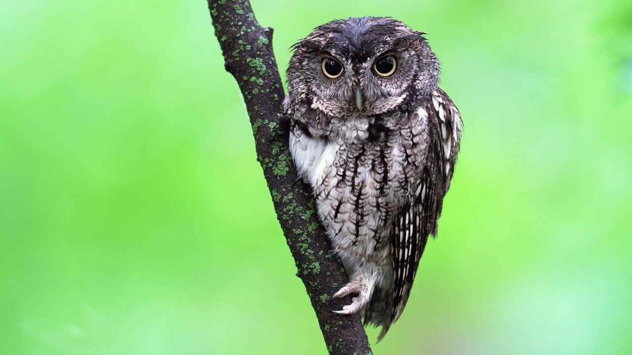 Female Screech Owl in a rainstorm - YouTube