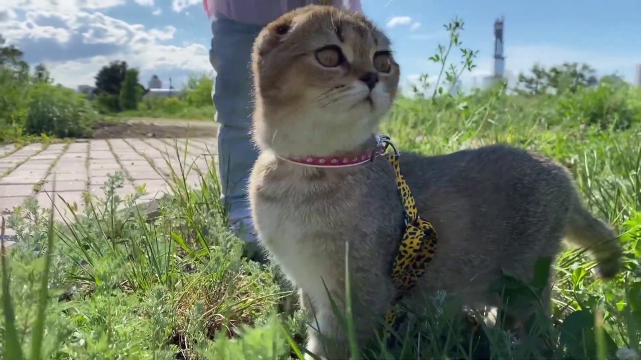 The first walk of the kitten on the street. - YouTube