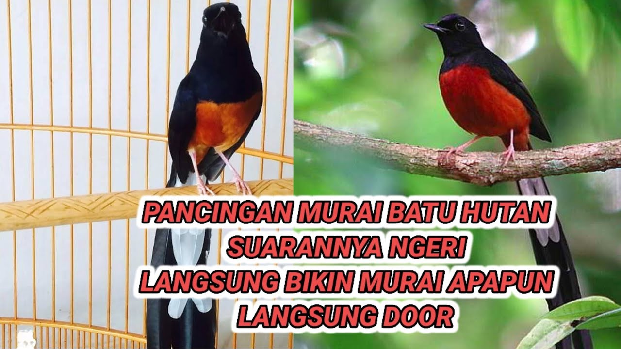 PANCINGAN MURAI BATU HUTAN SUARANYA NGERI PALING COCOK UNTUK BIKIN ...