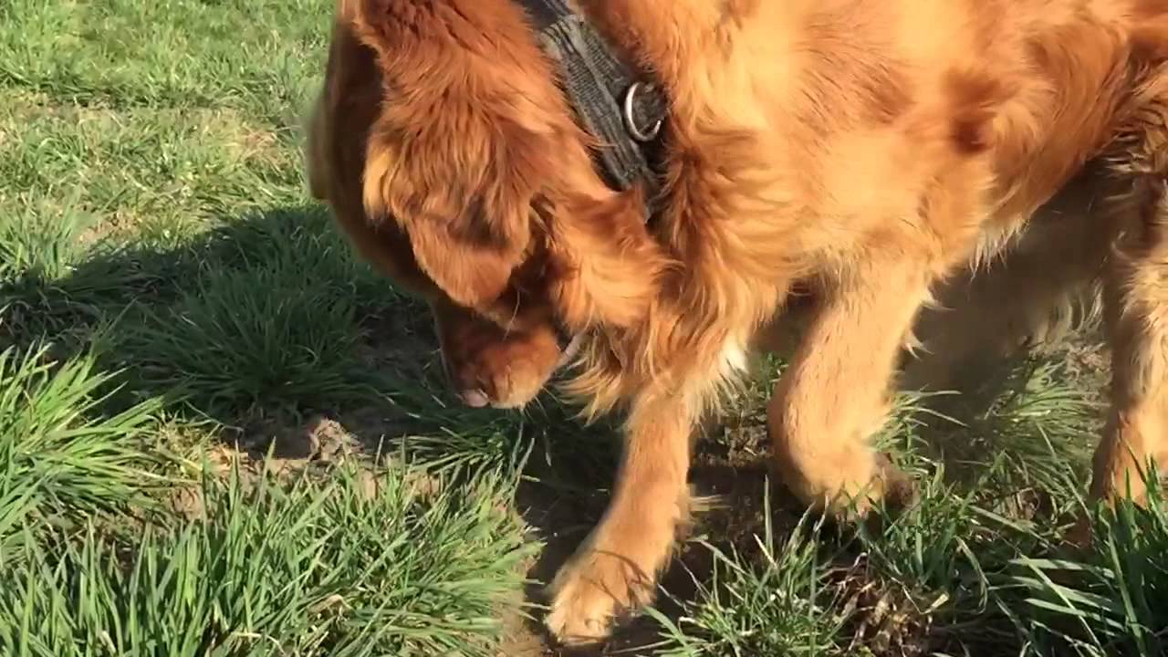 Golden Retriever Digging Hole in Slowmotion [HD] - YouTube