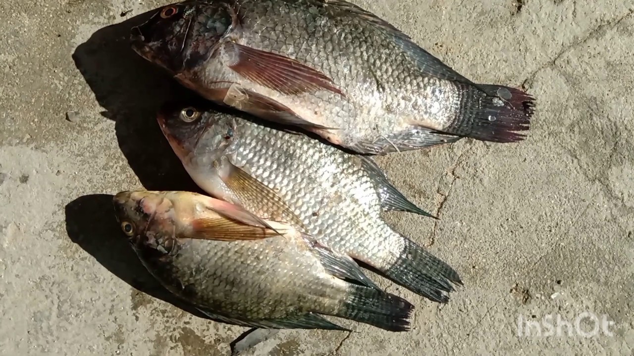 Jilebi Fish Fry | quick and easy fry | Oil free & healthy way of ...
