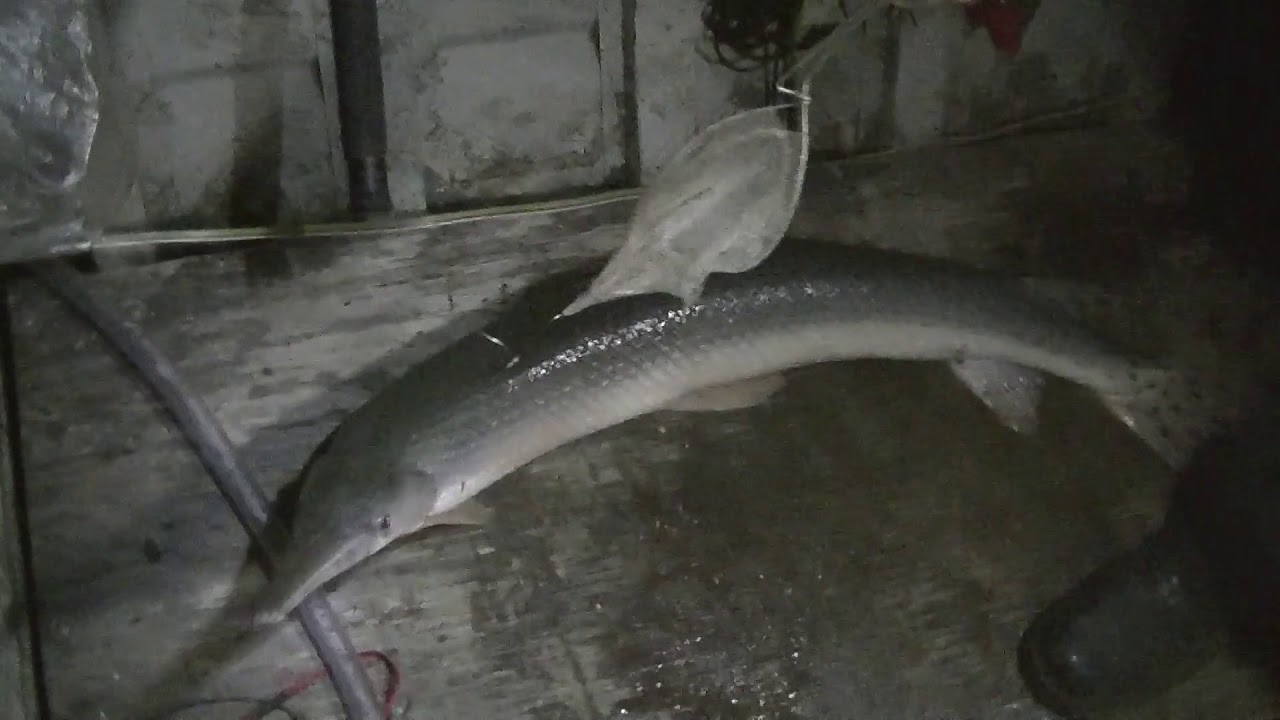 June Ohio River Night Fishing Pt 2 (Another Flathead , Longnose Gar ...