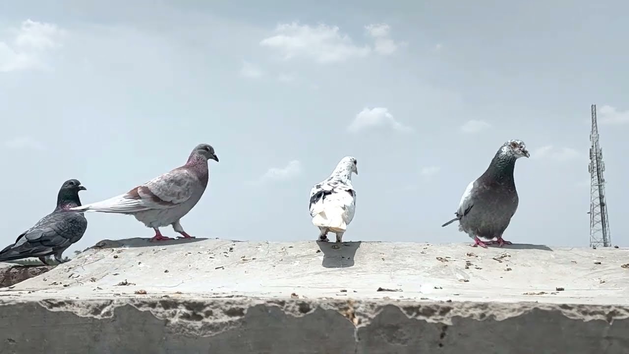 Kot Sultan ki Chaat Kay Kabutar | For Sale Contect No 03018534618 - YouTube