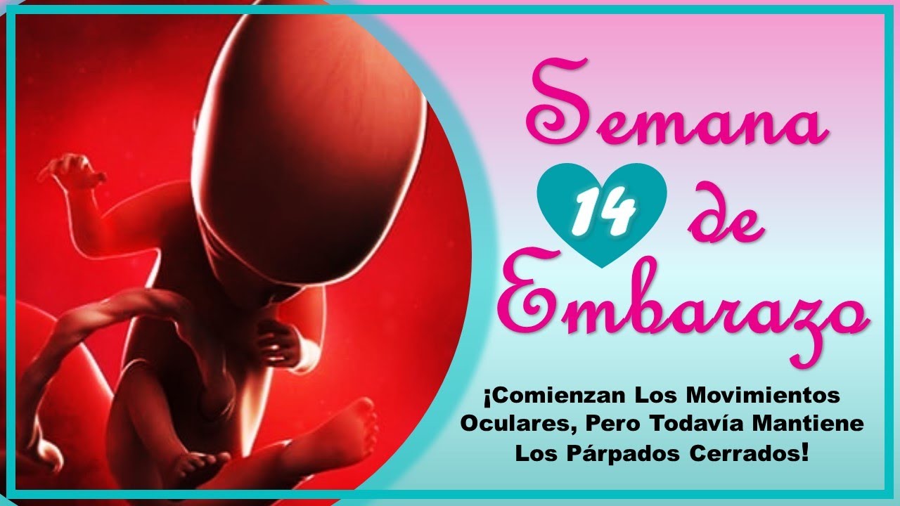 ️ SEMANA 14 DE EMBARAZO🤰 ️ ⏩ EMBARAZO SEMANA A SEMANA ⏩ Desarrollo y ...