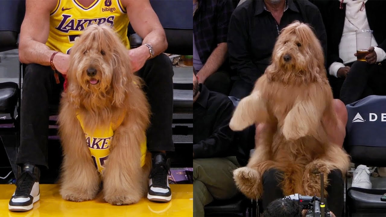 Huge Dog sits courtside at NBA Game - YouTube