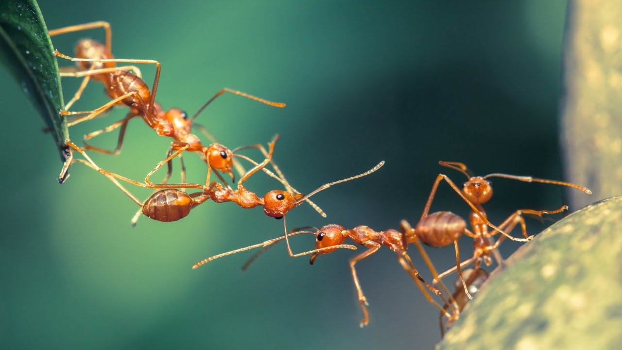 Subclass Pterygota Part 3: Bees, Ants, Flies, Butterflies, Beetles, and ...