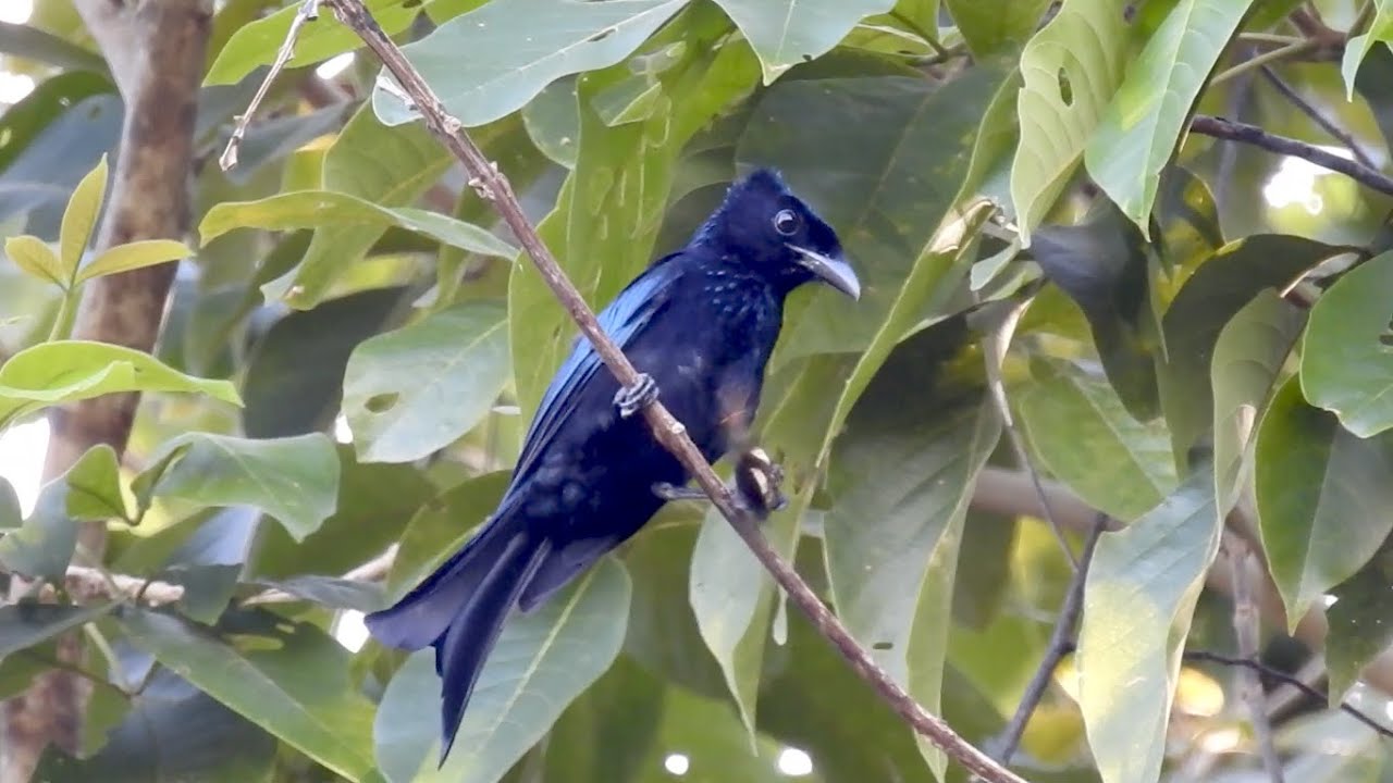 Palawan Drongo (Dicrurus palawanensis) - YouTube