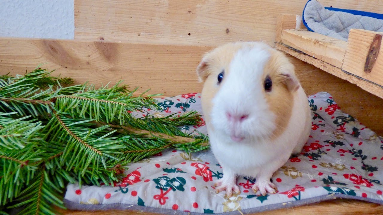 Guinea Pig Morning Routine & Decorating the Pet Room - YouTube