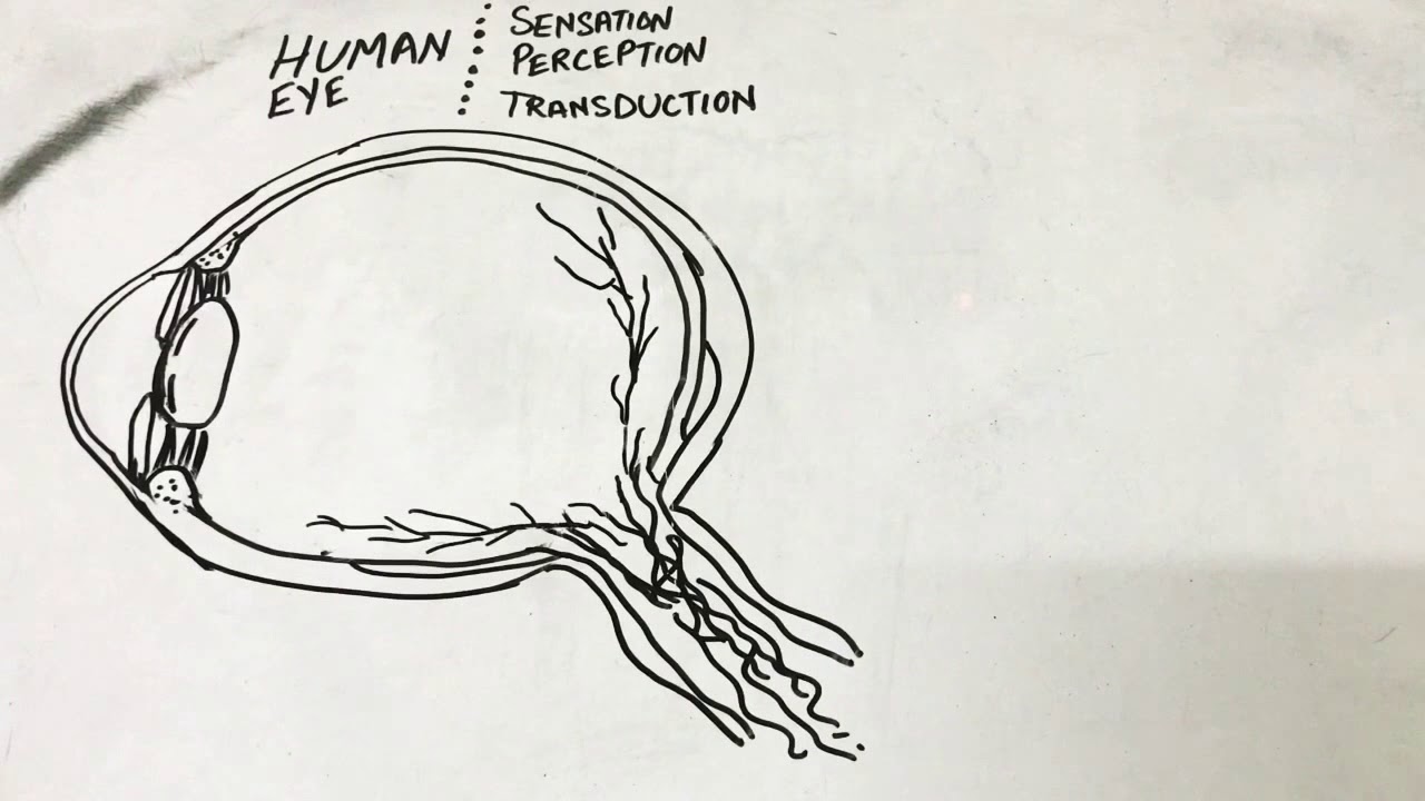 Biology|Psychology : Human Eye- Sensation, Transduction and Perception ...