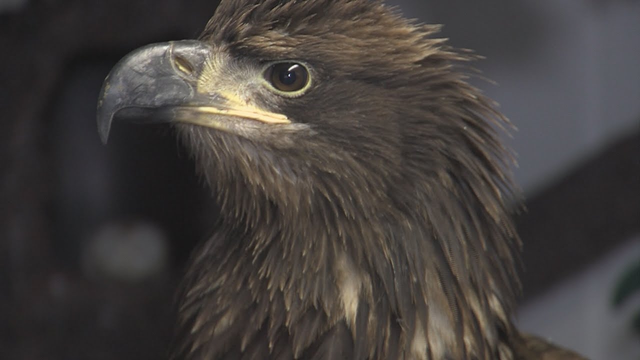 ILLINOIS RAPTOR CENTER TURNS 30 - YouTube