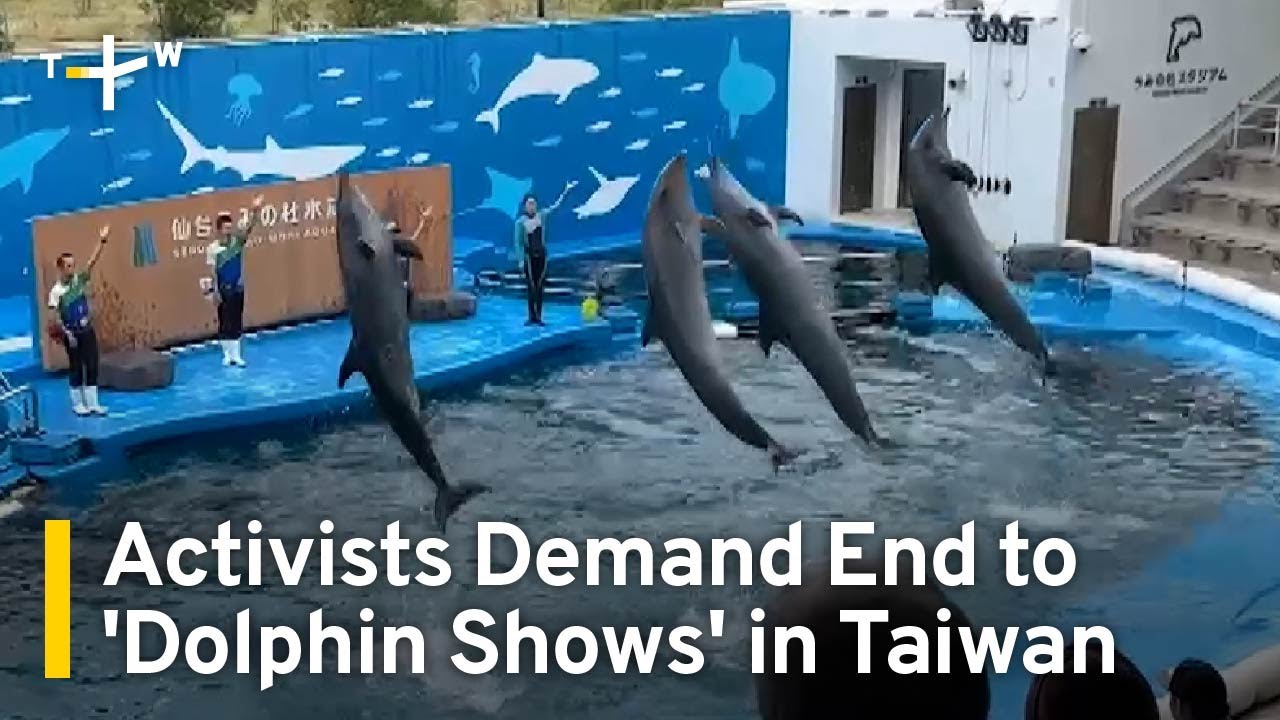 Animal Rights Activists Demand End to 'Dolphin Shows' in Taiwan ...