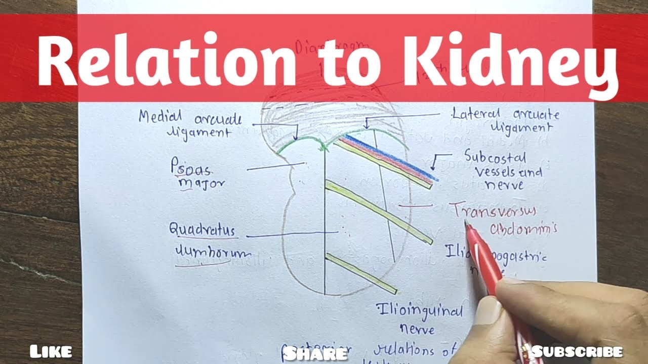 Relation to the Right kidney | Anatomy - YouTube