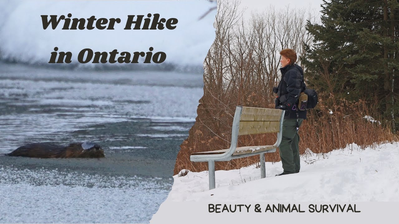 Winter Nature Hike - How Do Animals Cope With the Cold? - YouTube