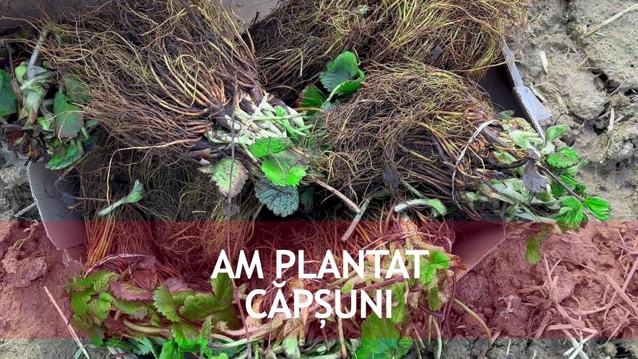 Cum am plantat Capsuni in gradina #strawberry #capsuni - YouTube