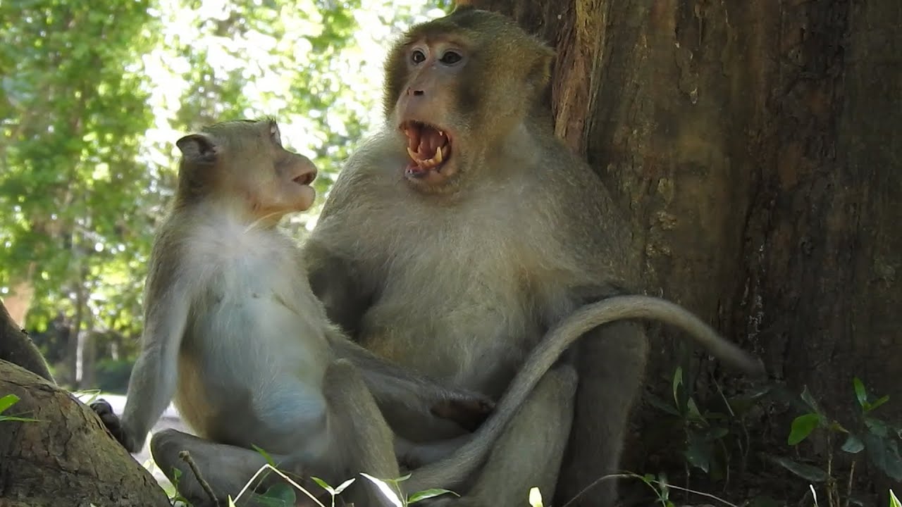 King of monkey very powerful | King Monkey | Power of Monkey - YouTube