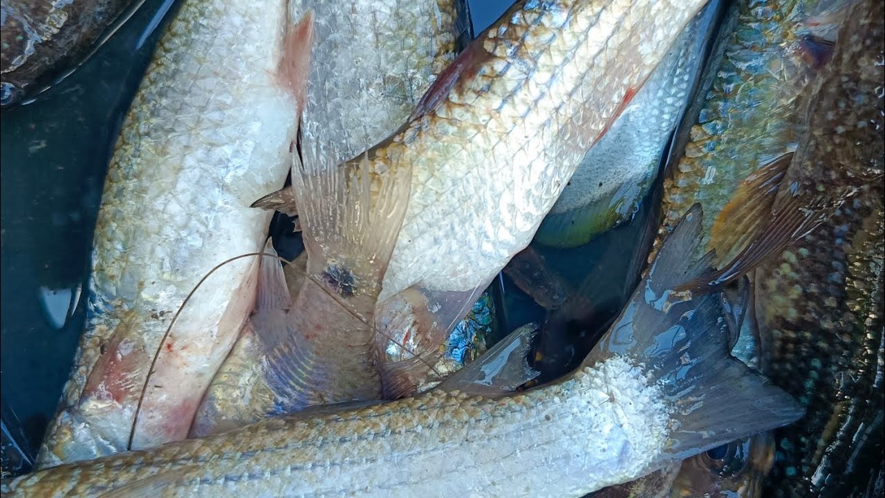 MUKBANG BANAK NA ISDA | SARILING SIKAP - YouTube