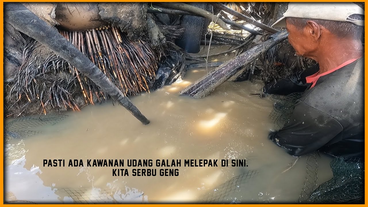 luar biasa!! sarang udang galah ada pada pokok nipah busuk, tak sempat ...