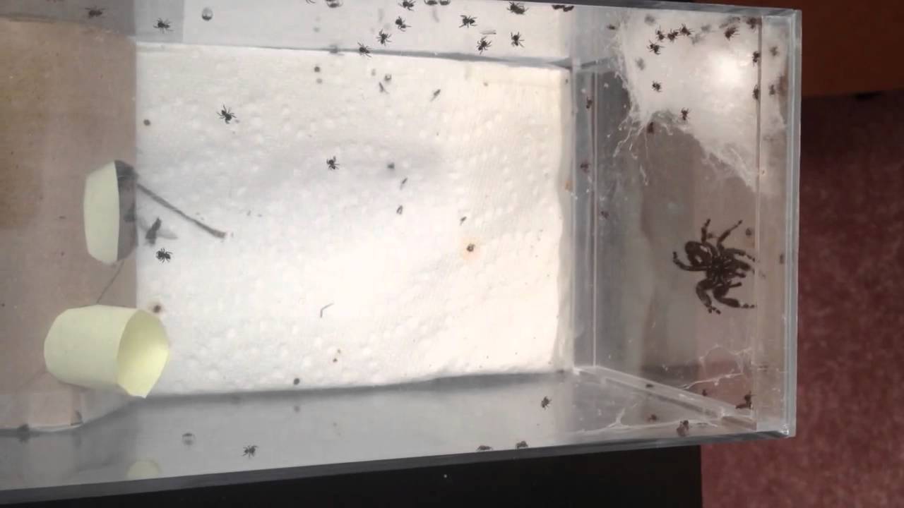 Bold Jumping Spider (Phidippus audax) and Spiderlings - YouTube