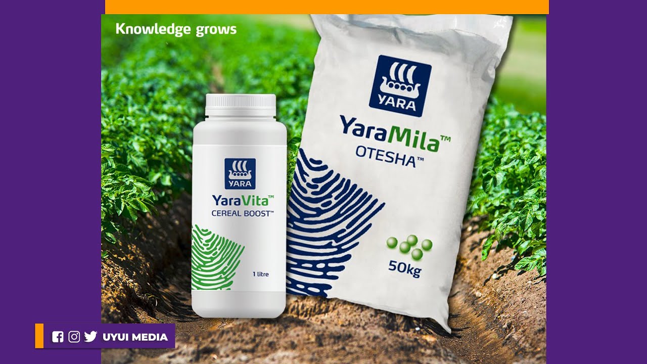 IJUE MBOLEA YARA MILA OTESHA YENYE VIRUTUBISHO 6 VYENYE LISHE KAMILI NA ...