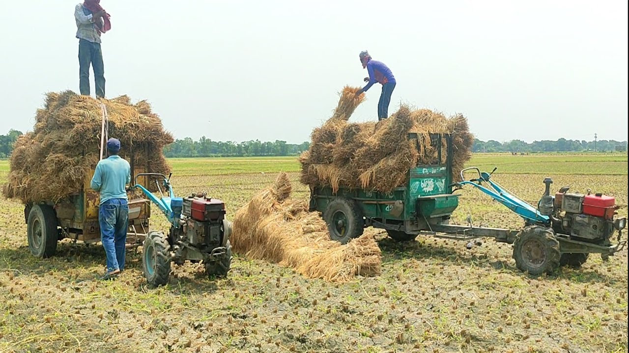 Farmers are picking paddy from the field with cows // Bullock cart ...