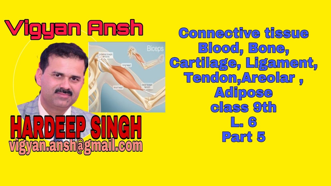 Connective tissue, class 9th, chapter6, part 5 - YouTube