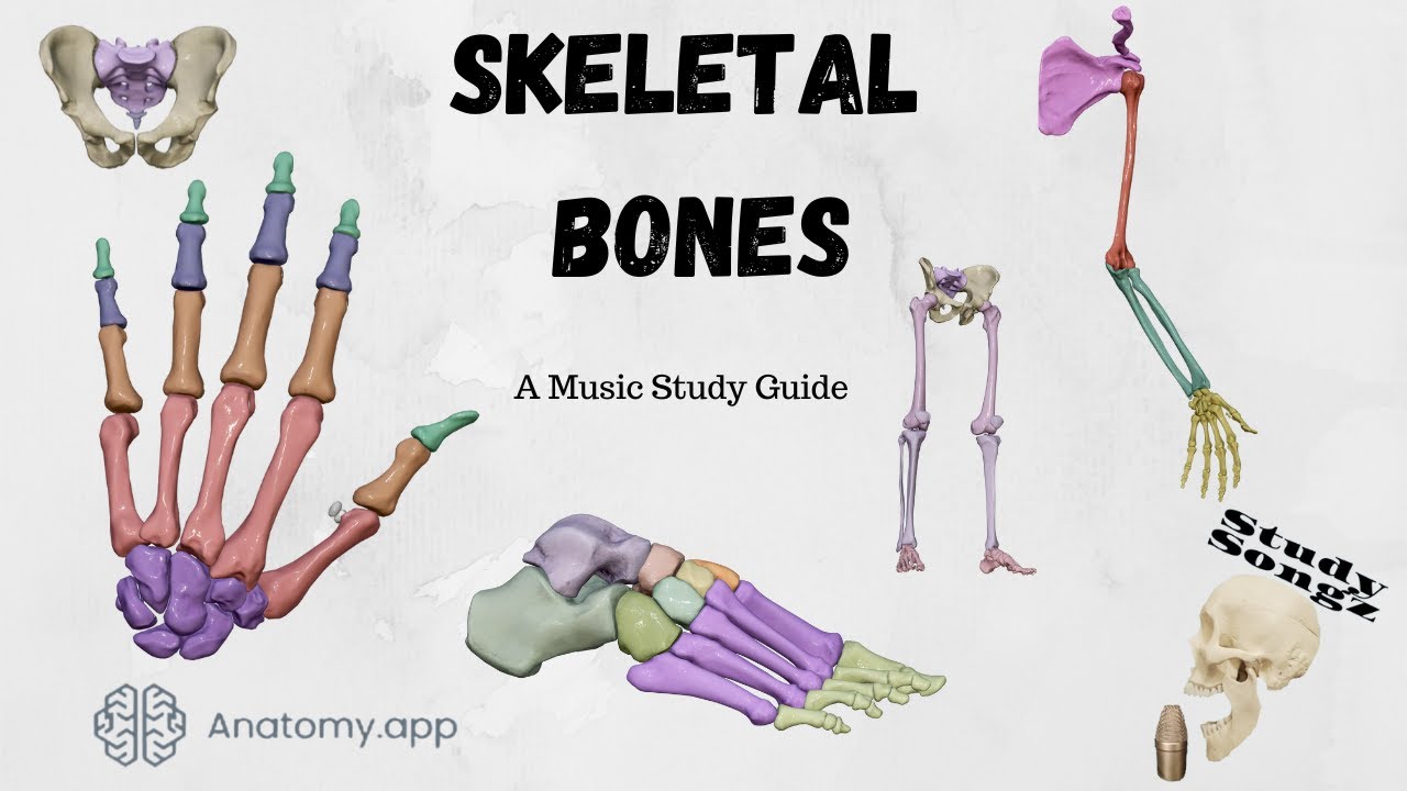 Skeletal Bones 2024 - Study Songz - Memorize those bones! - YouTube