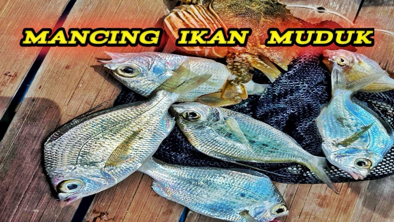 KESERUAN MANCING IKAN MUDUK DI TOL BALI MANDARA ____ TONTON SAMPAI ...
