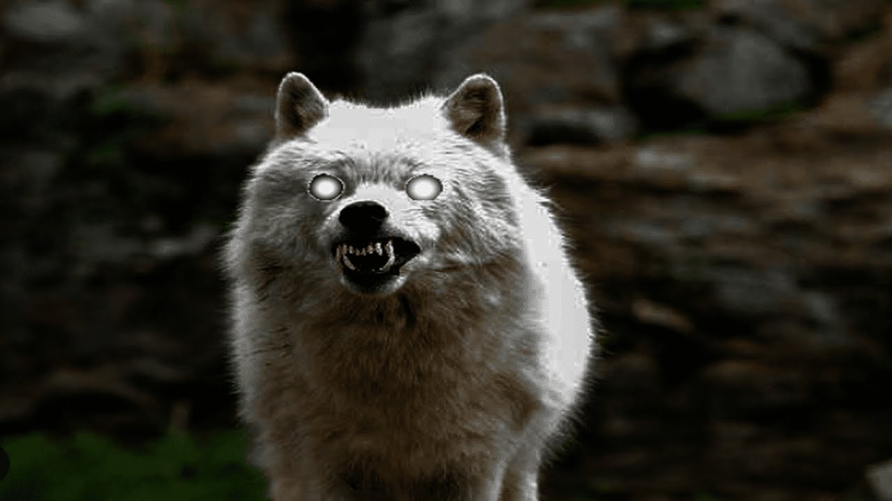 Sightings Of The Waheela | The Mysterious Cryptid From The Nahnni ...
